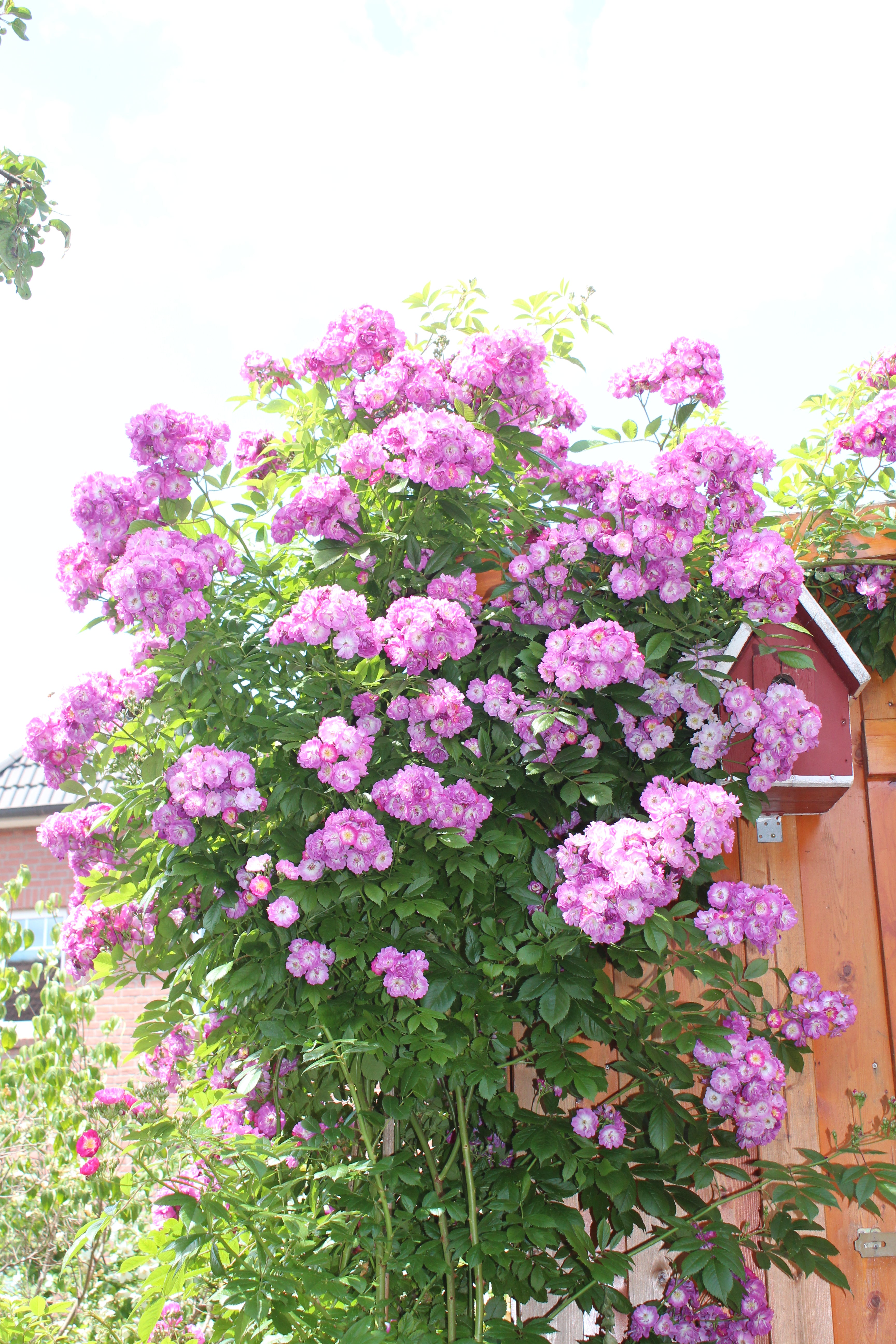 Perennial Blue | Rambling Rose | £15.75 – Eastcroft Roses