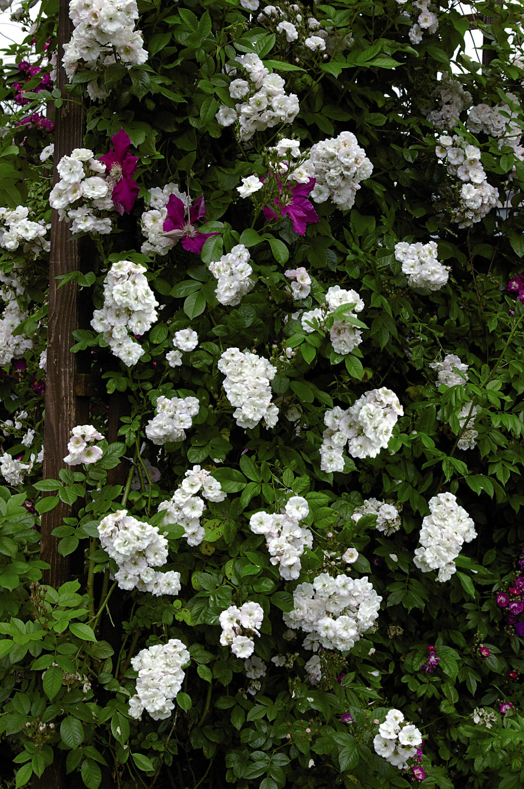 Rambling Roses | Rambler Roses | Eastcroft Roses