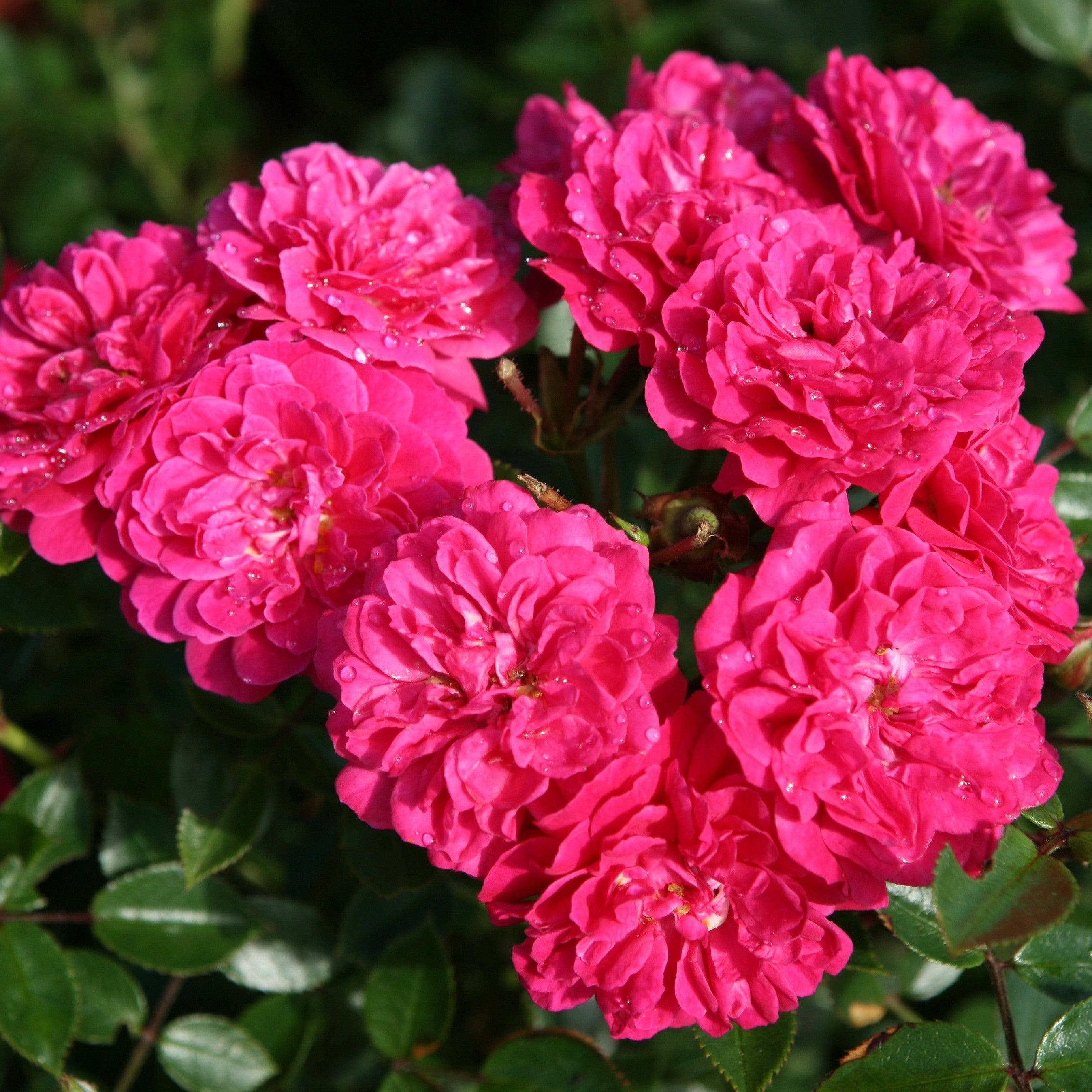 Roxy | Patio Rose | £15.75 – Eastcroft Roses