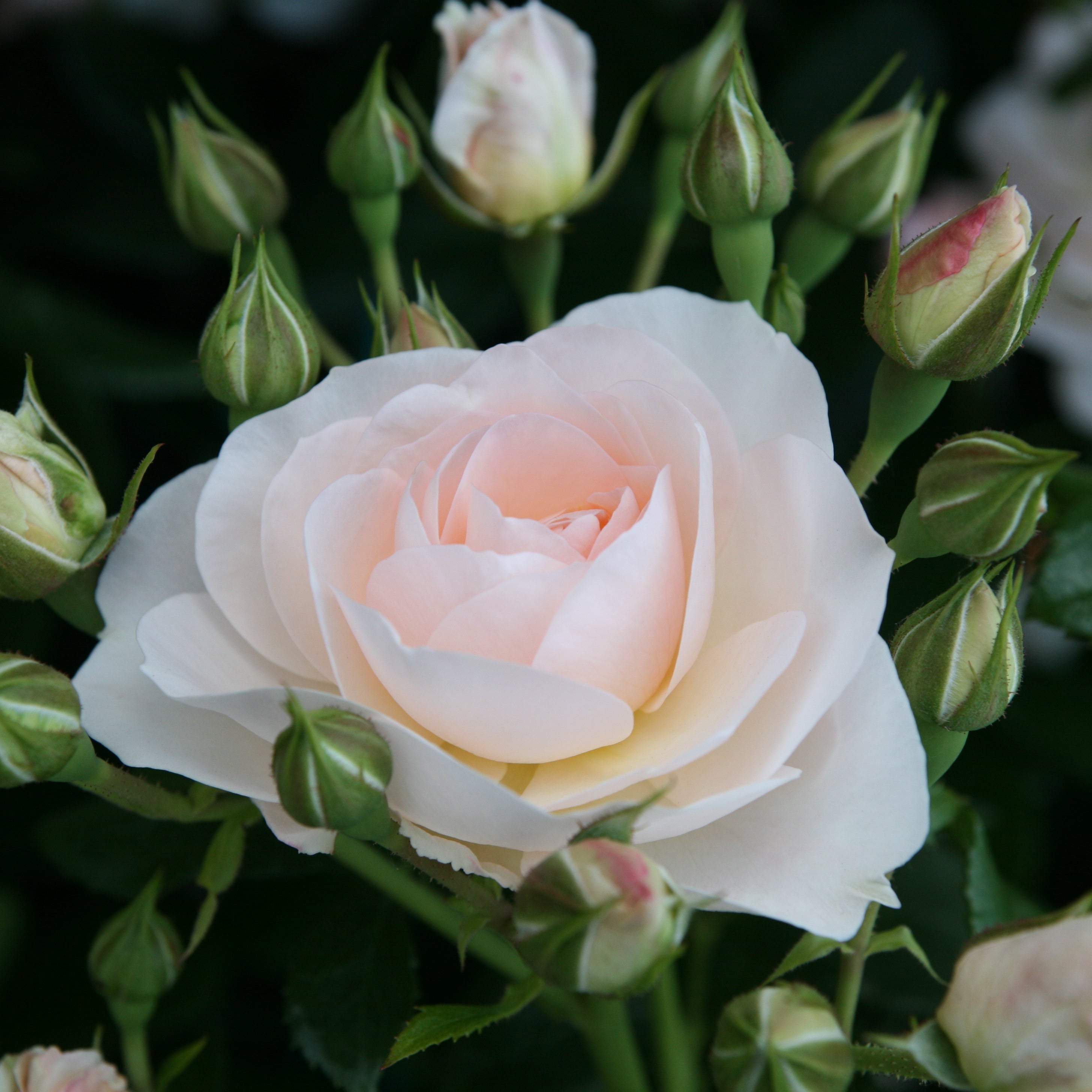 Sirius | Floribunda Bush Rose | £15.75 – Eastcroft Roses