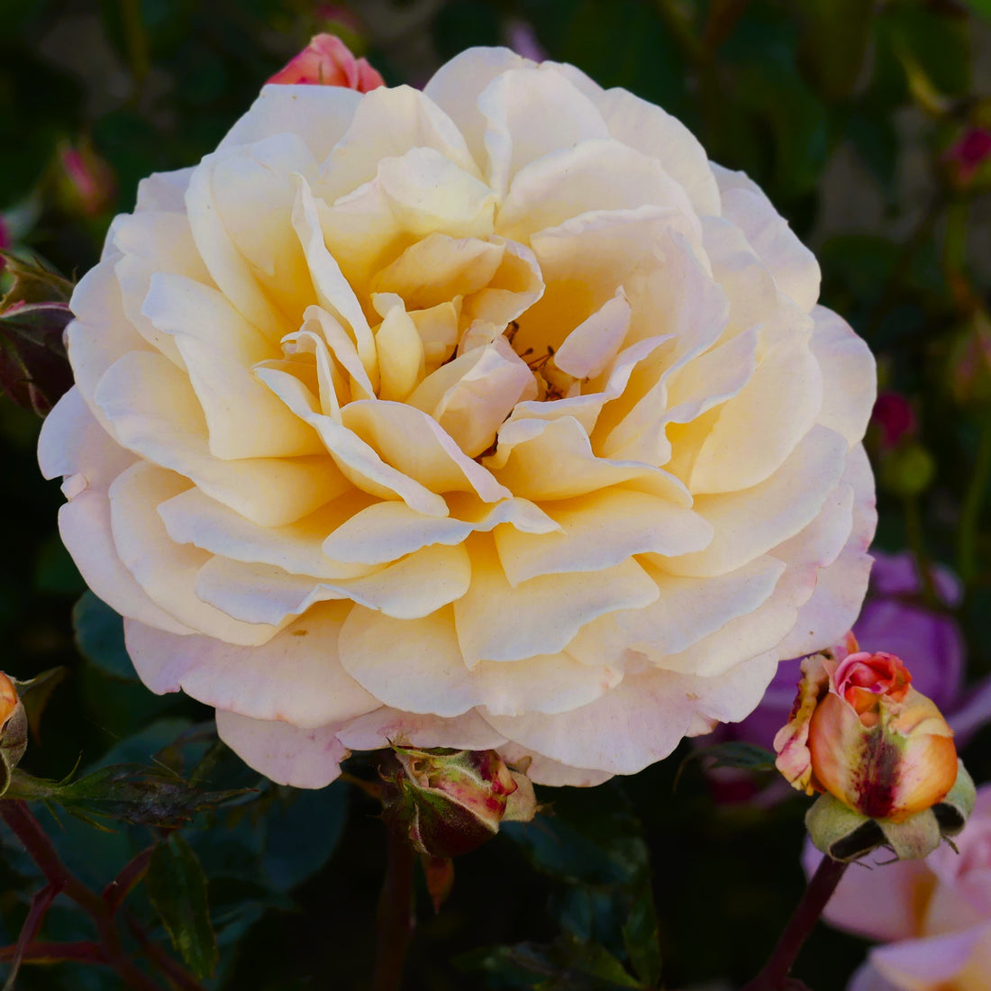 Spicy Parfuma | Hybrid Tea Bush Rose | £15.75 – Eastcroft Roses