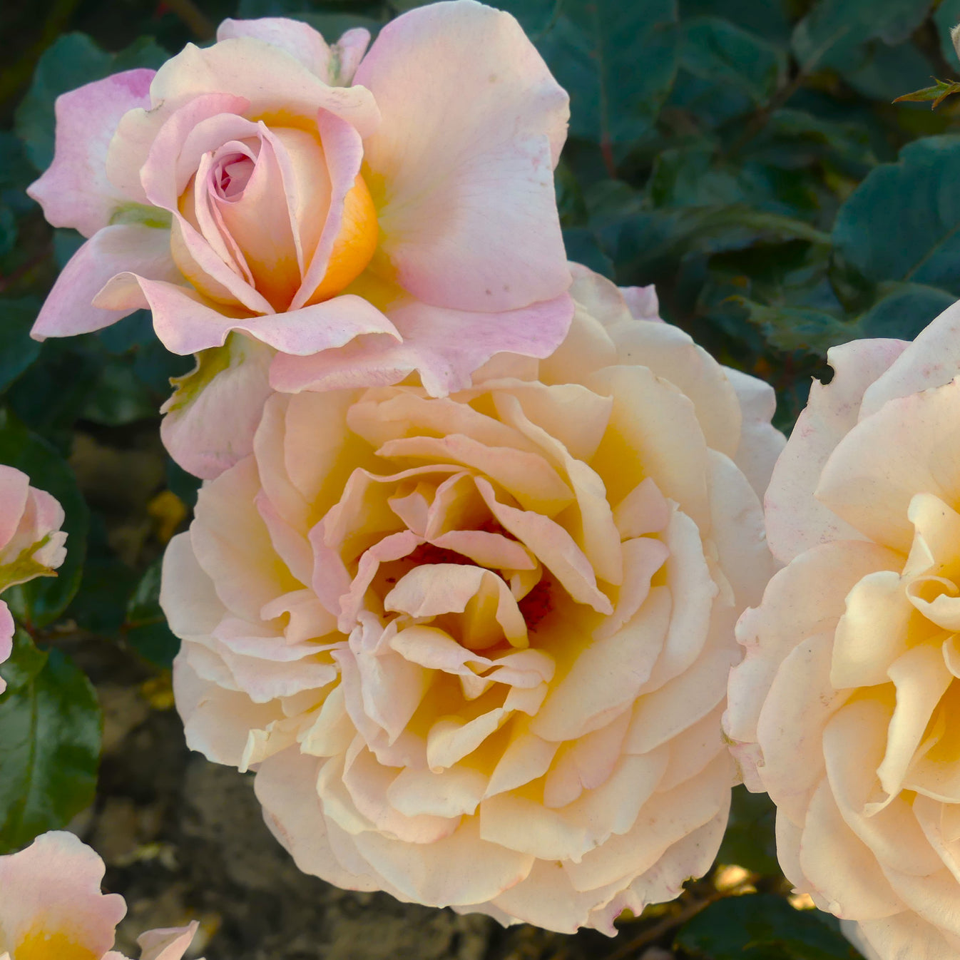 Spicy Parfuma | Hybrid Tea Bush Rose | £15.75 – Eastcroft Roses