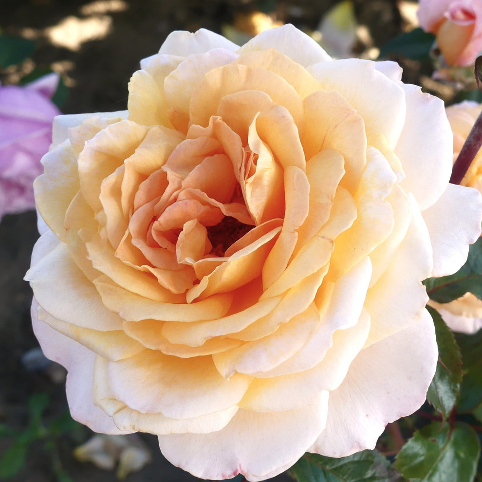 Spicy Parfuma | Hybrid Tea Bush Rose | £15.75 – Eastcroft Roses