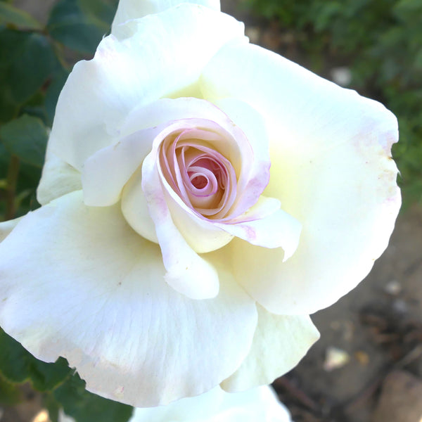 Sugar Moon | Hybrid Tea Bush Rose | £15.75 – Eastcroft Roses