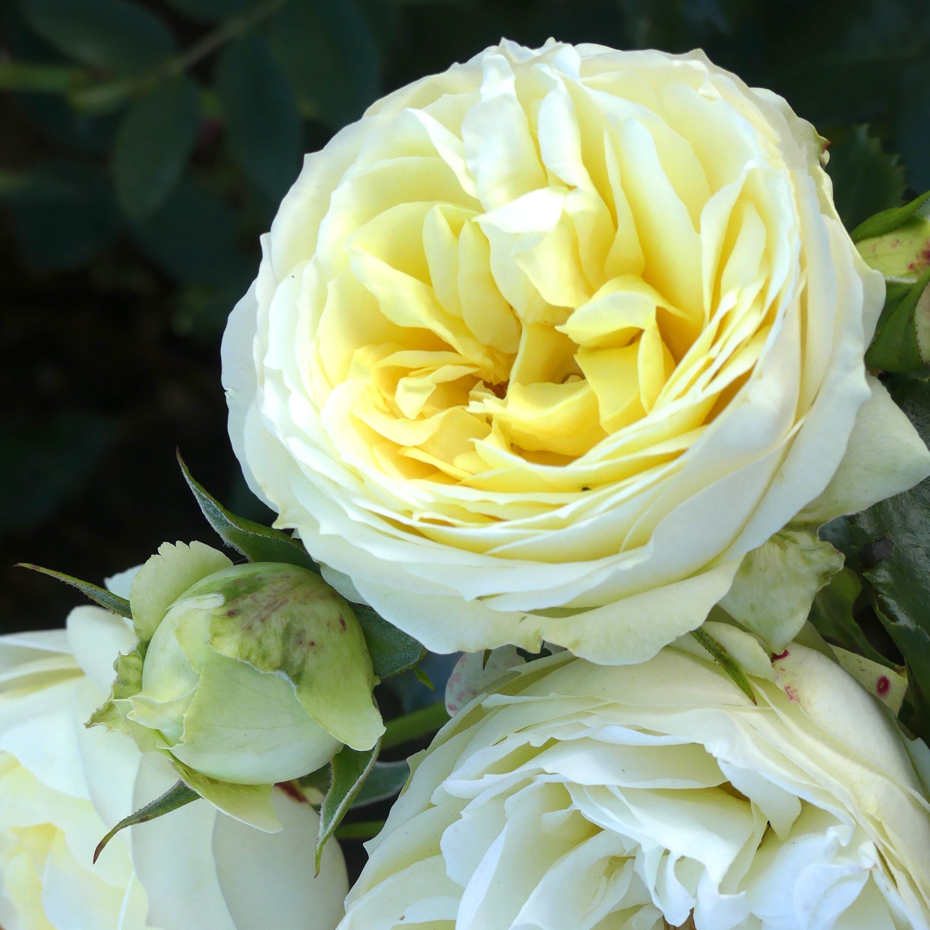 Wedding Piano | Hybrid Tea Bush Rose | £15.75 – Eastcroft Roses