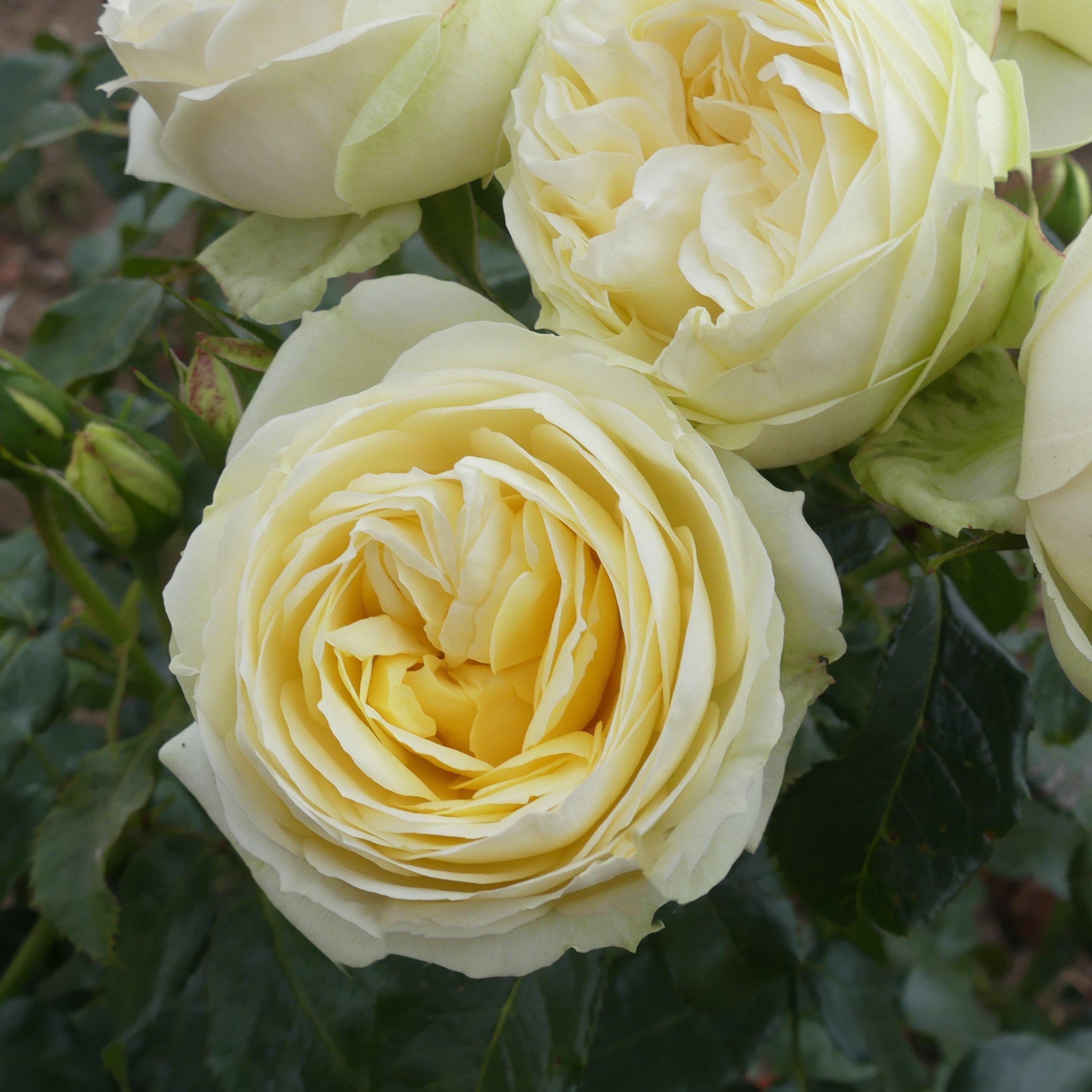 Rose Bushes | Rose Plants | Bare Root Roses | £15.75 each – Eastcroft Roses