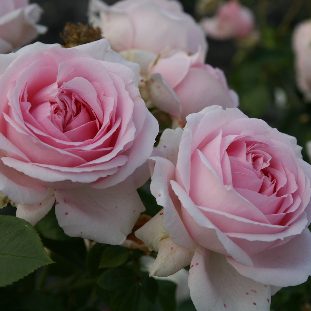 Shrub Roses | Eastcroft Roses – Page 2