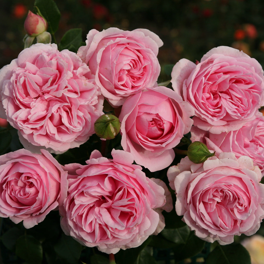 Tallulah | Shrub Rose | £15.75 – Eastcroft Roses