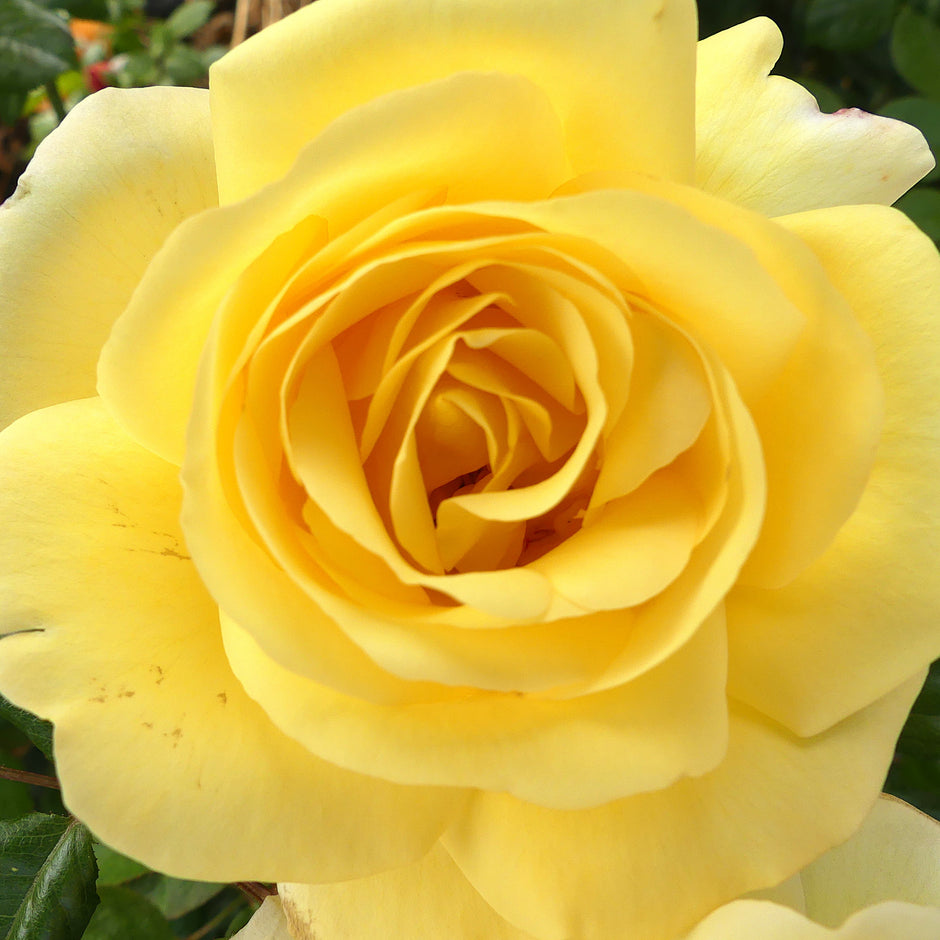 Products – Eastcroft Roses