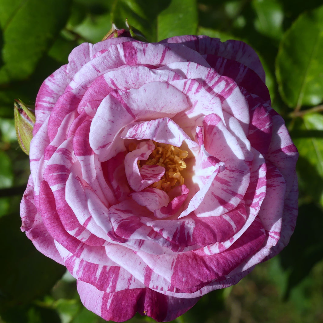 Climbing Roses | Eastcroft Roses