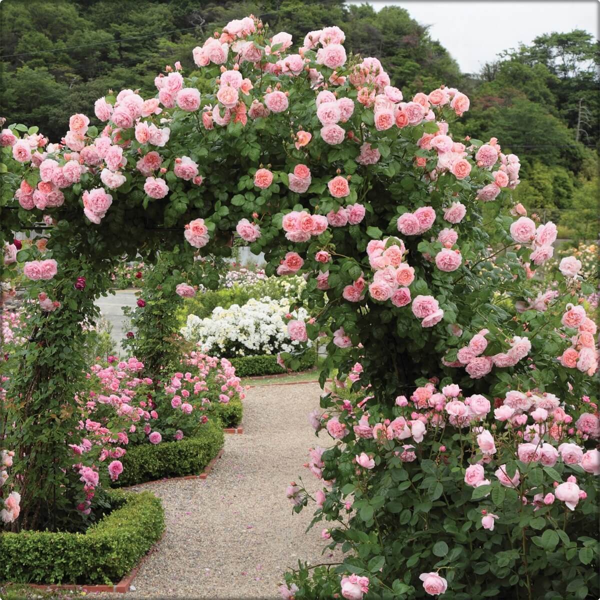 Rose Bushes | Rose Plants | Bare Root Roses | £15.75 each – Eastcroft Roses