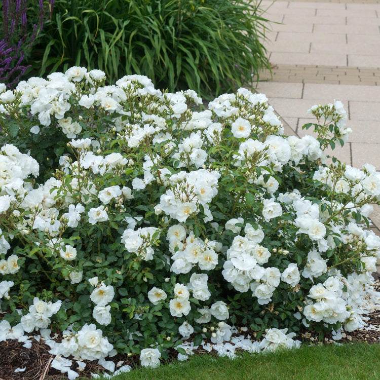 Rose Bushes | Rose Plants | Bare Root Roses | £15.75 each – Eastcroft Roses