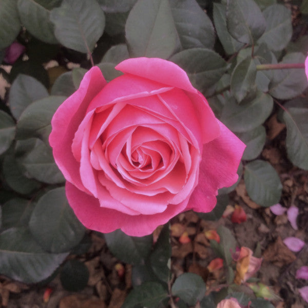 Sweet Parfum de Provence | Hybrid Tea Bush Rose | £15.75 – Eastcroft Roses