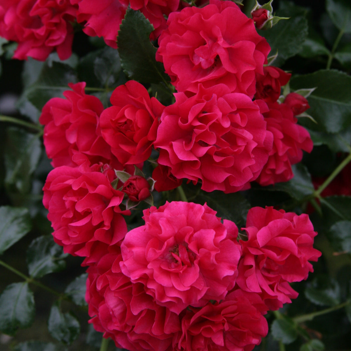 Lancashire | Ground Cover Rose | £15.75 – Eastcroft Roses
