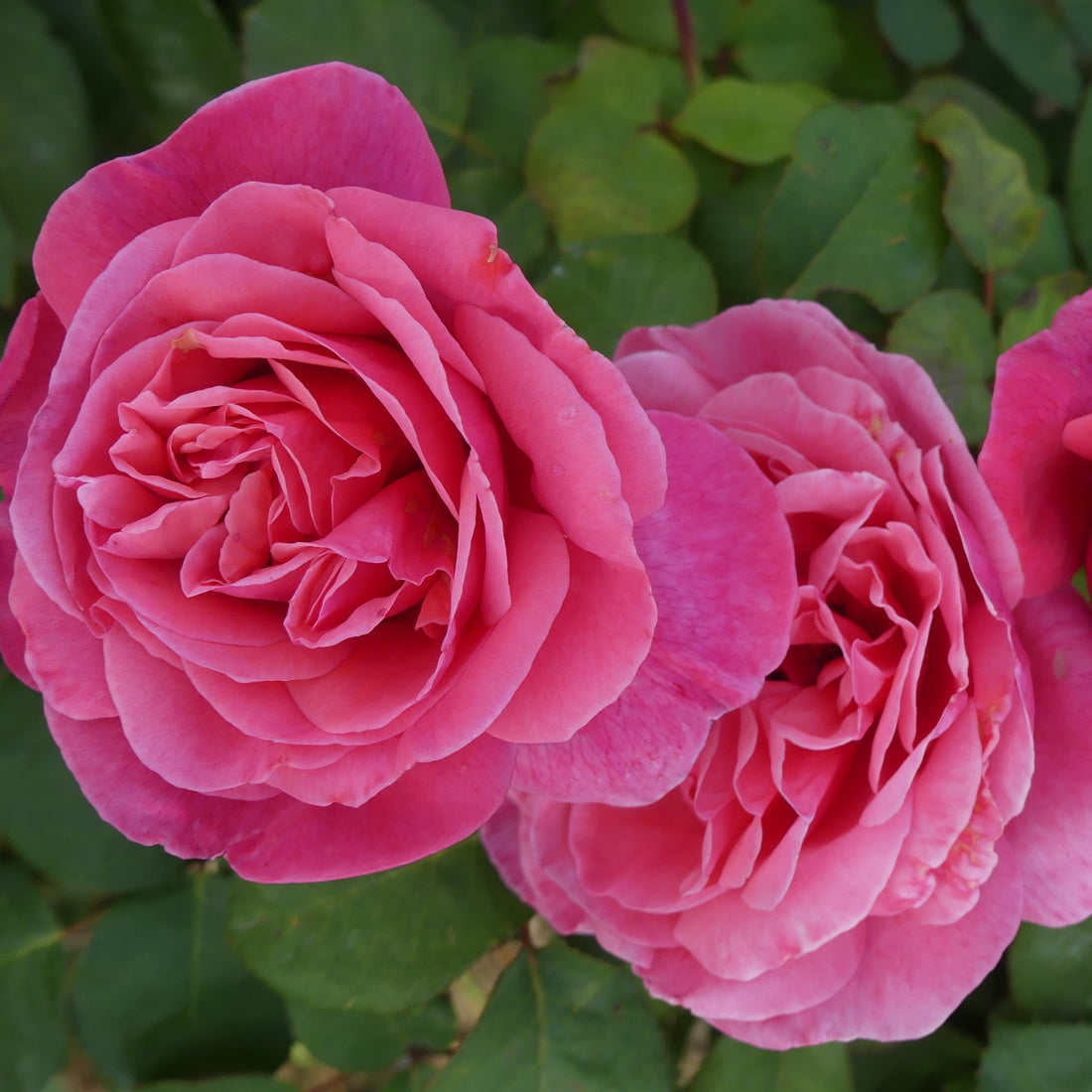 Sweet Parfum de Provence | Hybrid Tea Bush Rose | £15.75 – Eastcroft Roses