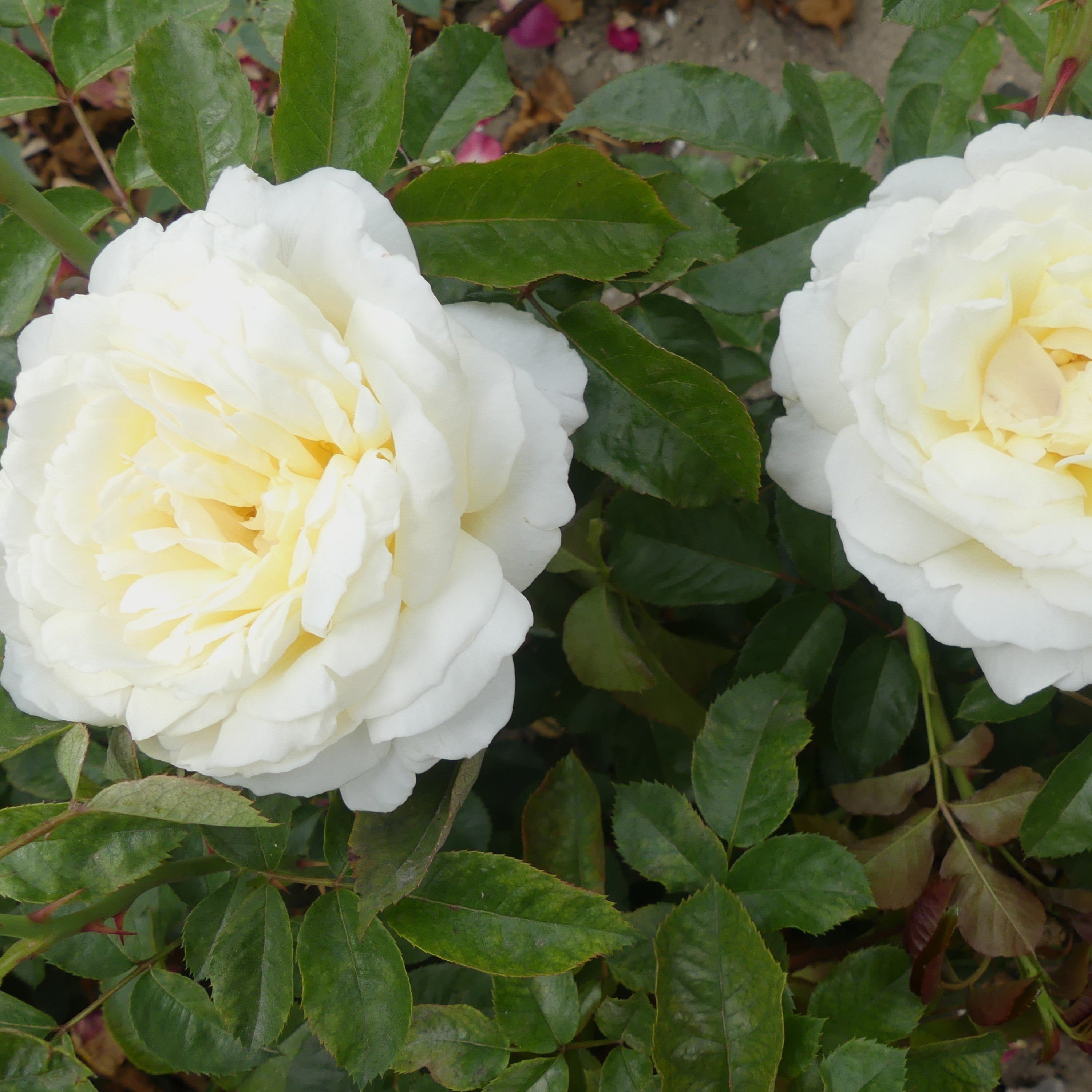White Parfum De Provence | Hybrid Tea Bush Rose | £15.75 – Eastcroft Roses