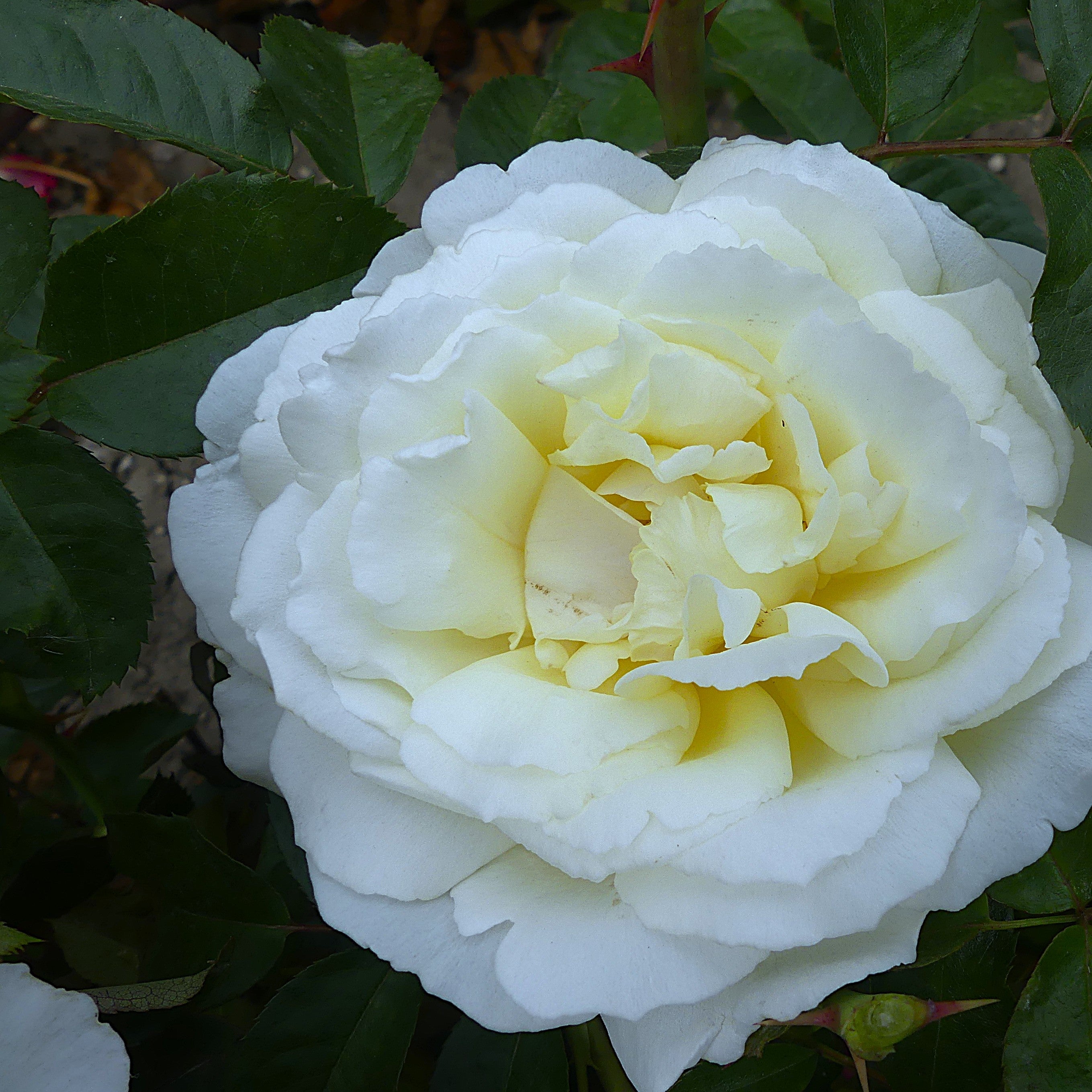 White Parfum De Provence | Hybrid Tea Bush Rose | £15.75 – Eastcroft Roses