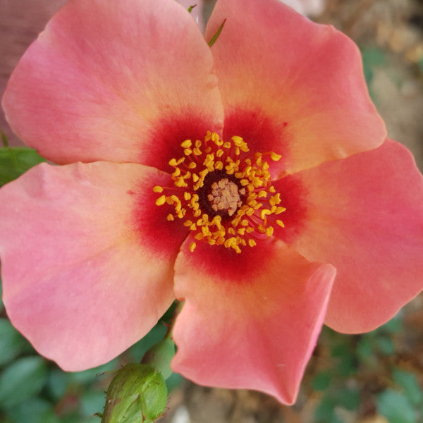 For Your Eyes Only | Floribunda Bush Rose | £15.75 – Eastcroft Roses