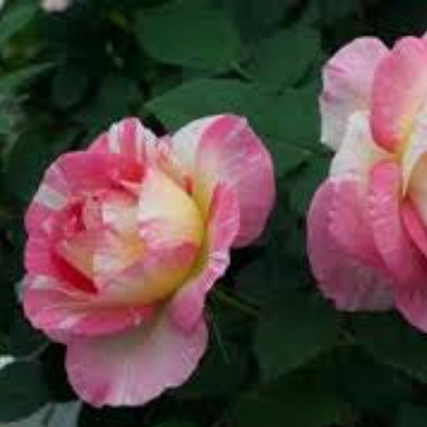 Marc Chagall | Hybrid Tea Bush Rose | £15.75 – Eastcroft Roses