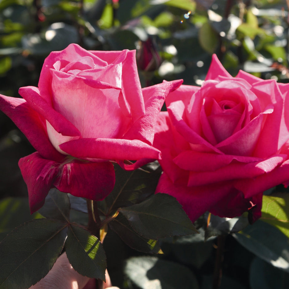 Named Roses – Eastcroft Roses