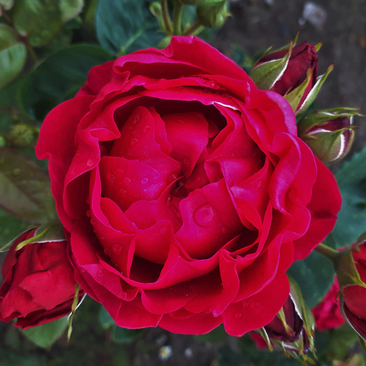 Products – Eastcroft Roses