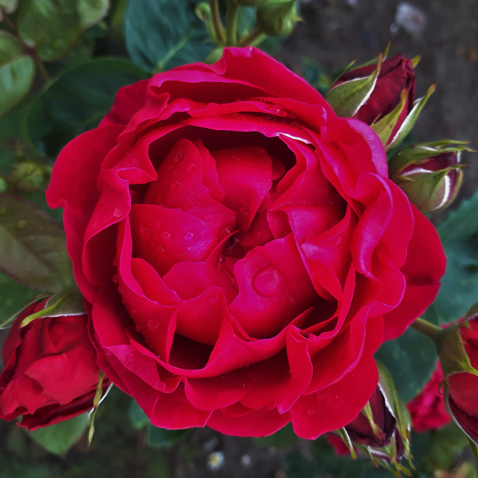 Products – Eastcroft Roses