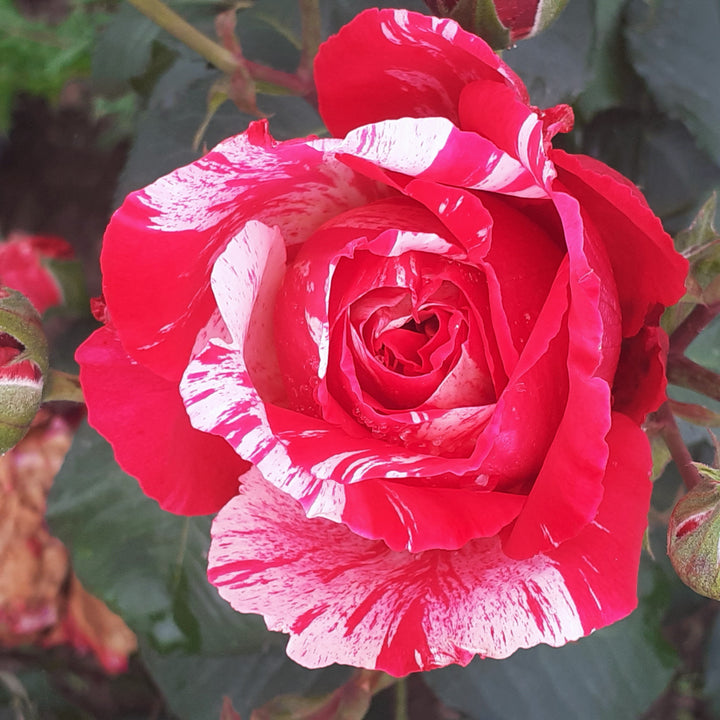 Named Roses – Eastcroft Roses