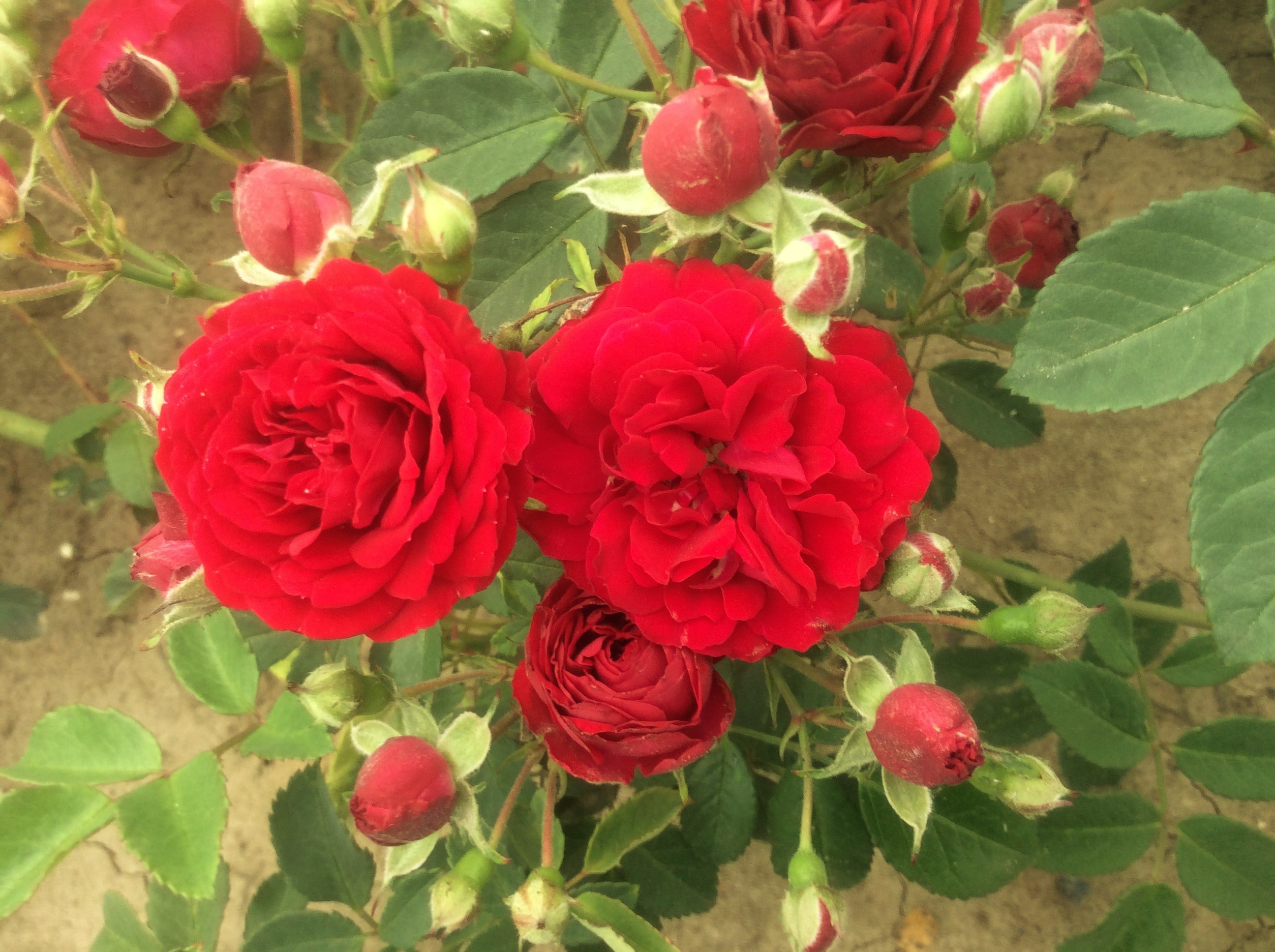 Chevy Chase | Rambling Rose | £15.75 – Eastcroft Roses