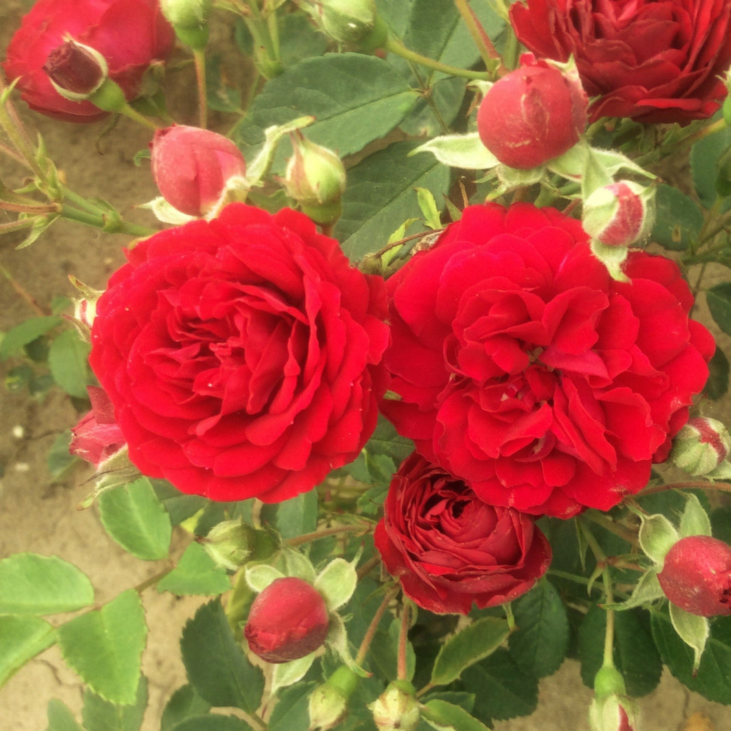 Named Roses – Eastcroft Roses