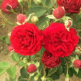 Rambling Roses | Rambler Roses | Eastcroft Roses