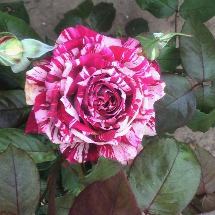 Striped Parfum De Provence | Hybrid Tea Bush Rose | £15.75 – Eastcroft ...