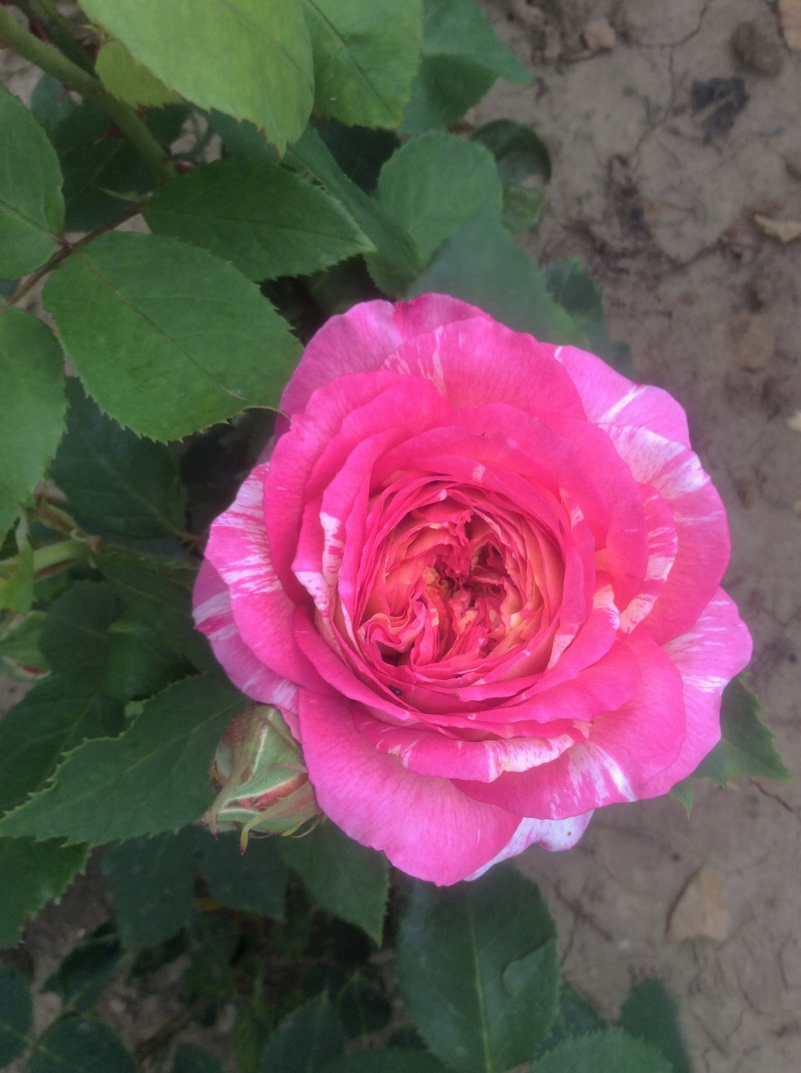 Marc Chagall | Hybrid Tea Bush Rose | £15.75 – Eastcroft Roses