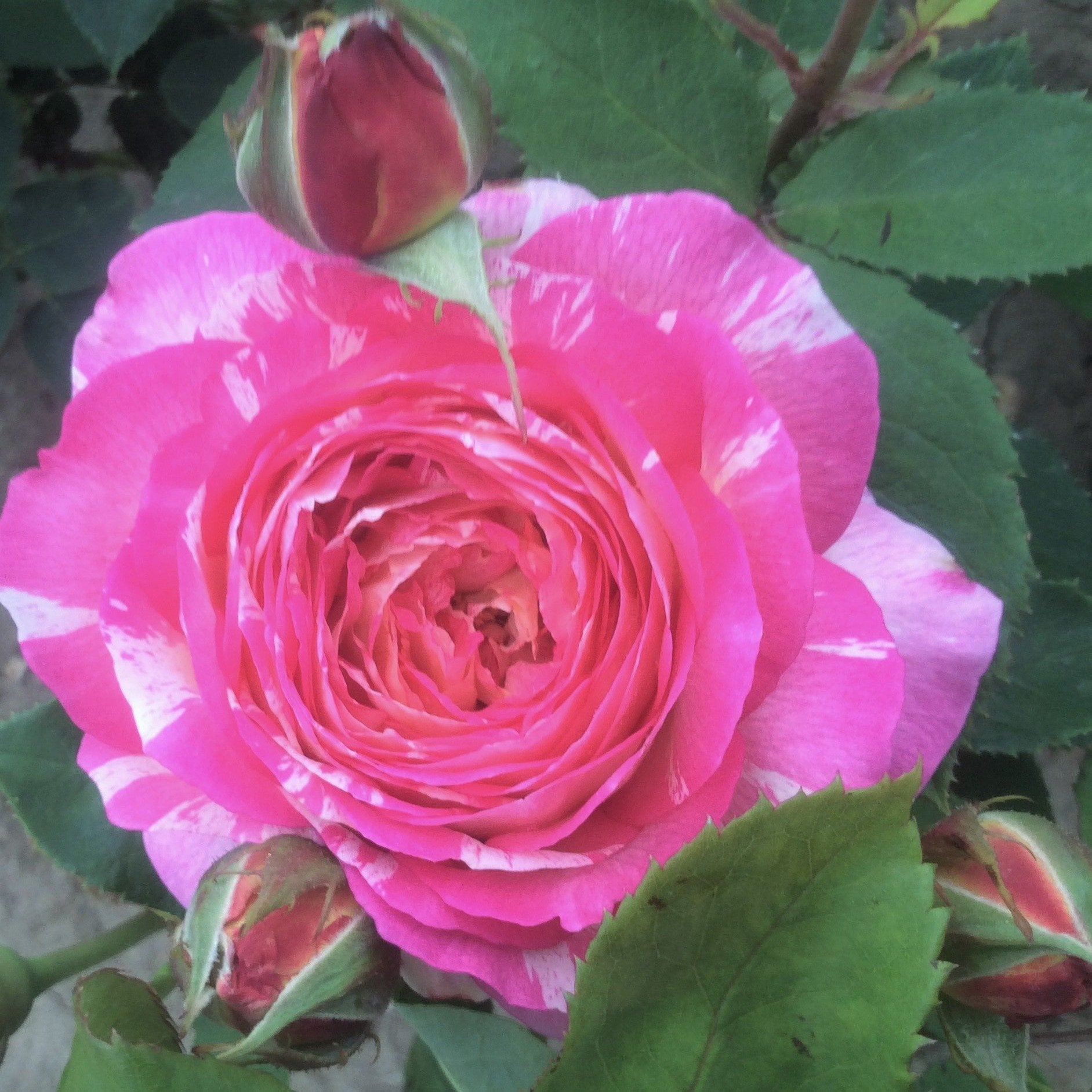 Marc Chagall | Hybrid Tea Bush Rose | £15.75 – Eastcroft Roses