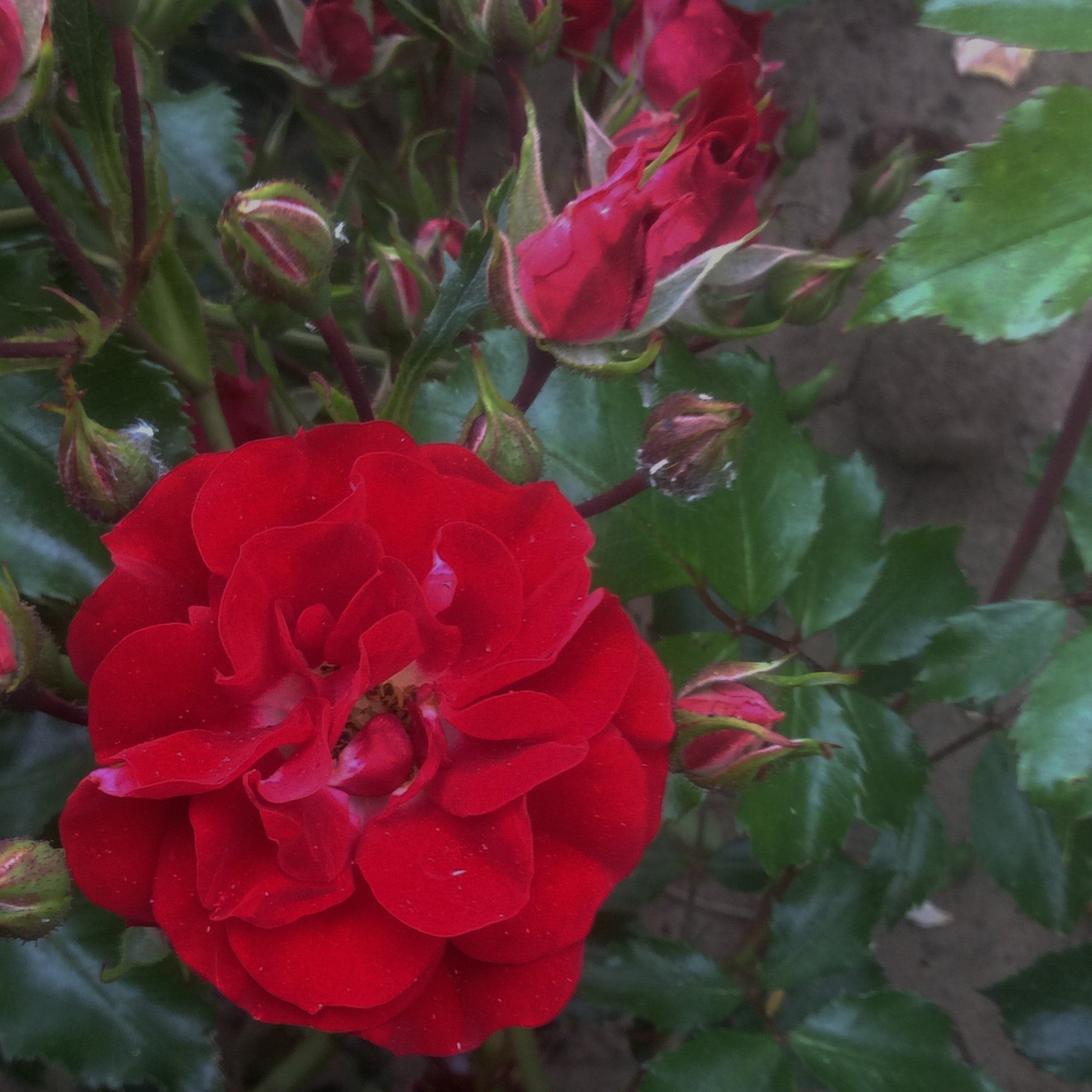 Rambling Rosie | Rambling Rose | £15.75 – Eastcroft Roses