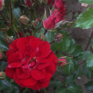 Rambling Roses | Rambler Roses | Eastcroft Roses