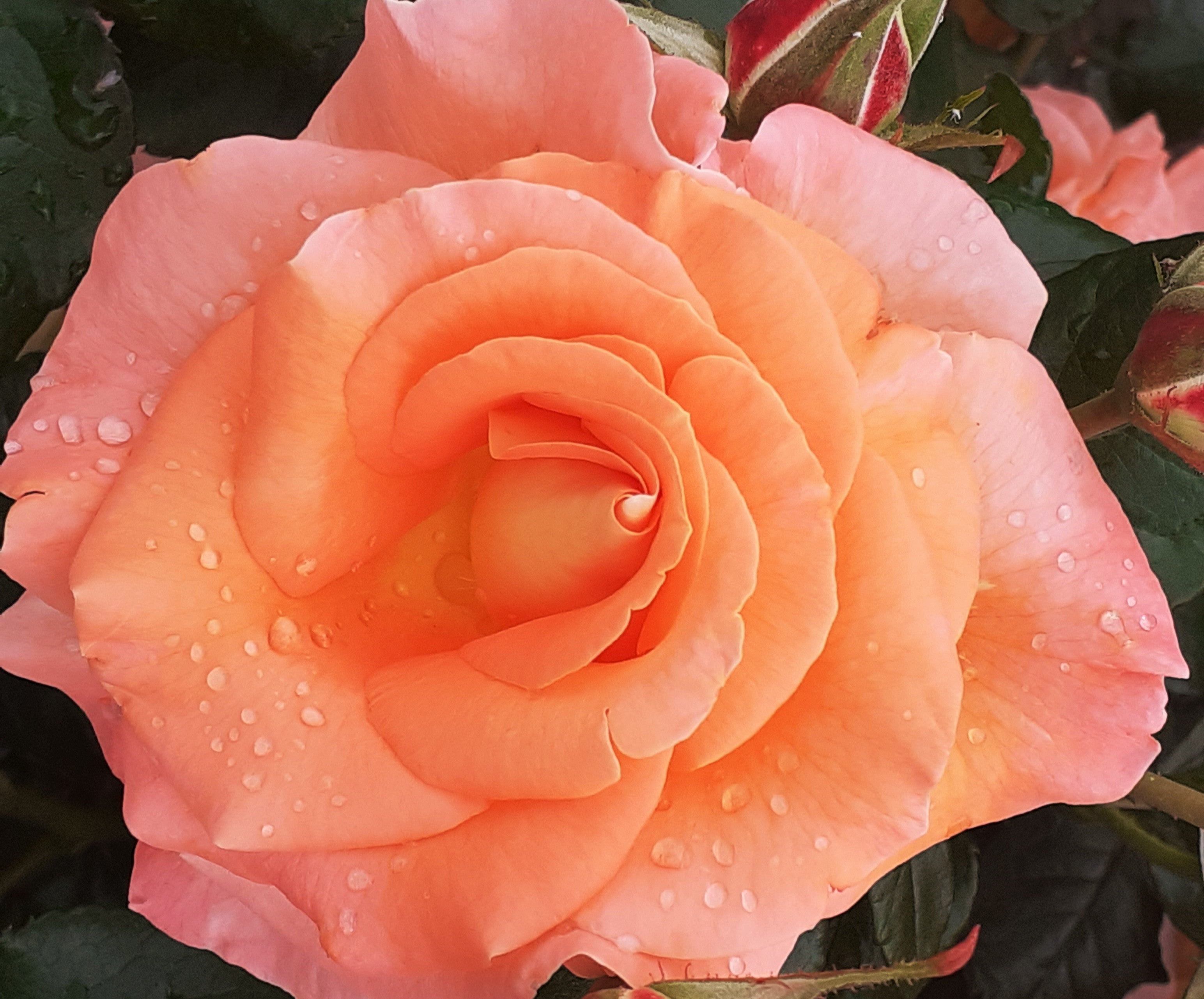 Inspire Rose | Hybrid Tea Bush Rose | £15.75 – Eastcroft Roses