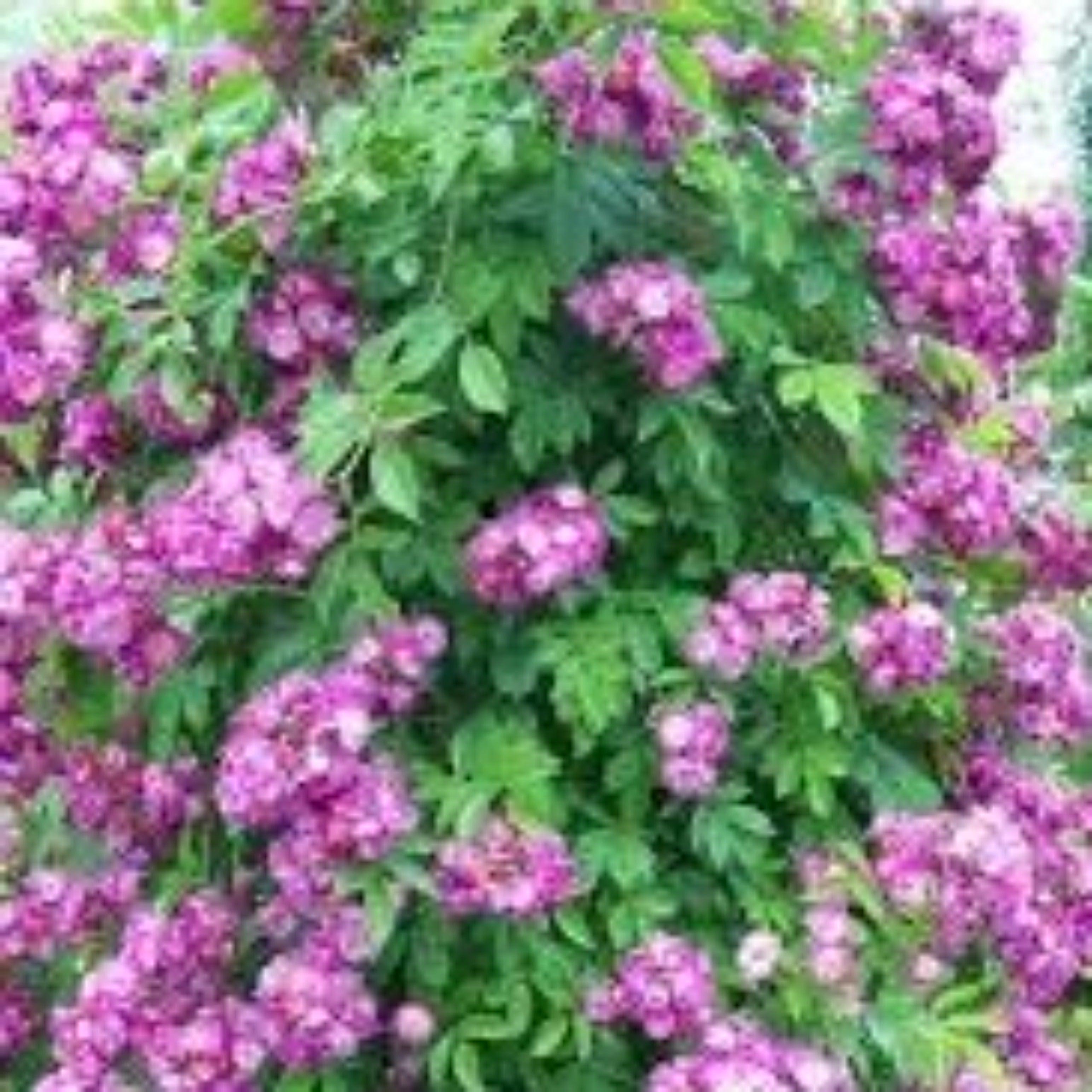 Perennial Blue | Rambling Rose | £15.75 – Eastcroft Roses