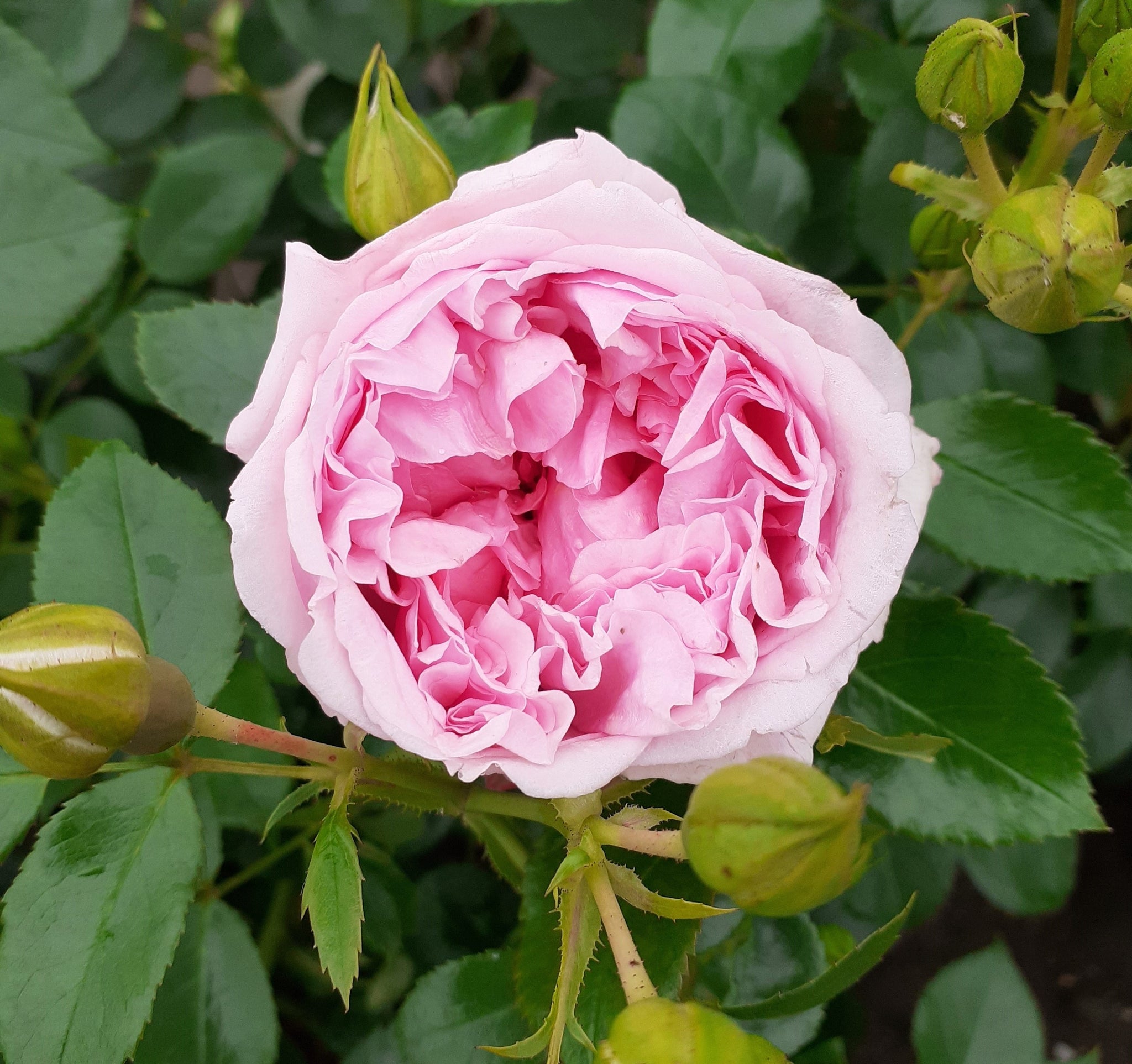 Pretty Jessica | Shrub Rose | £15.75 – Eastcroft Roses