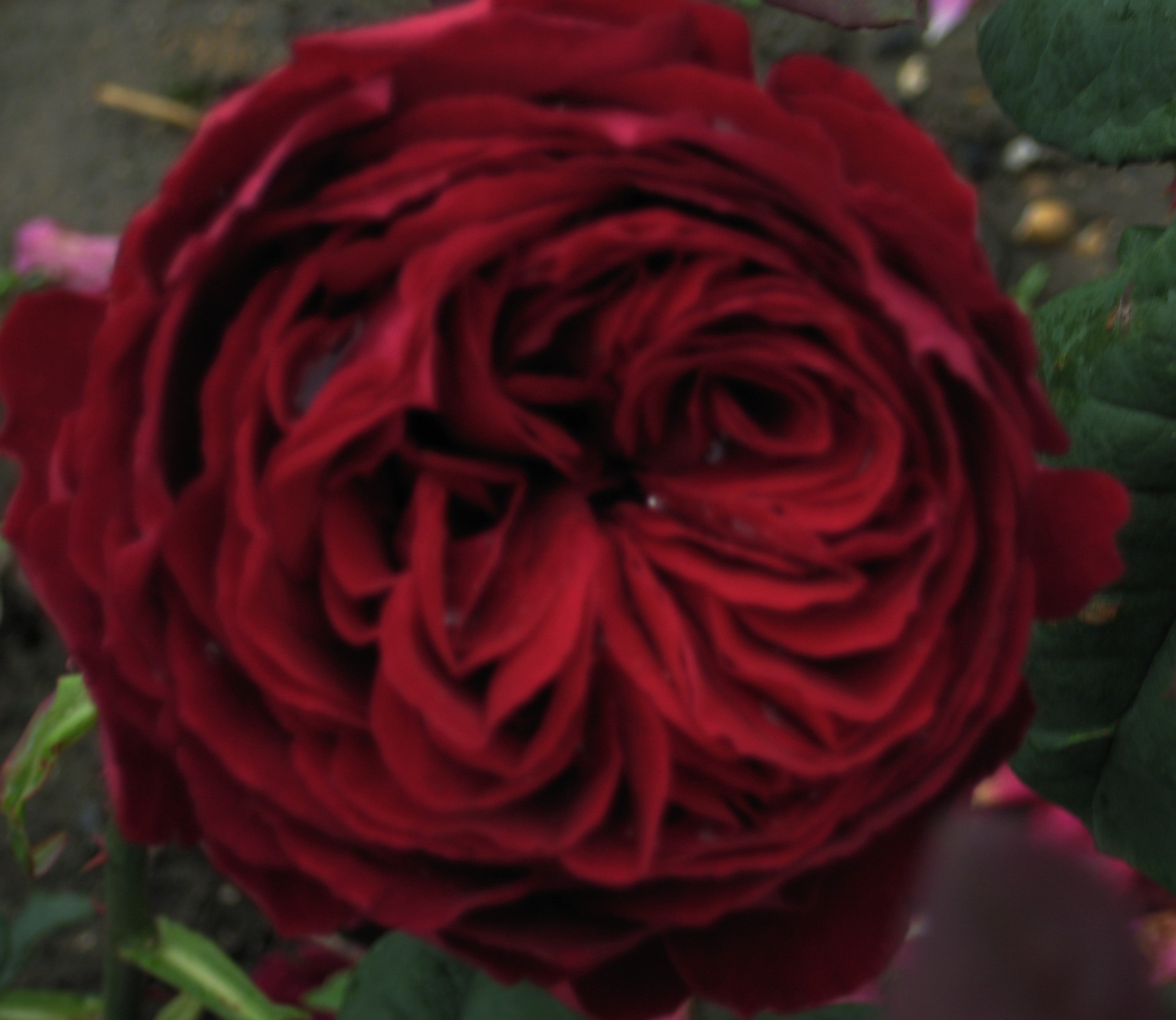 Proper Job | Hybrid Tea Bush Rose | £15.75 – Eastcroft Roses