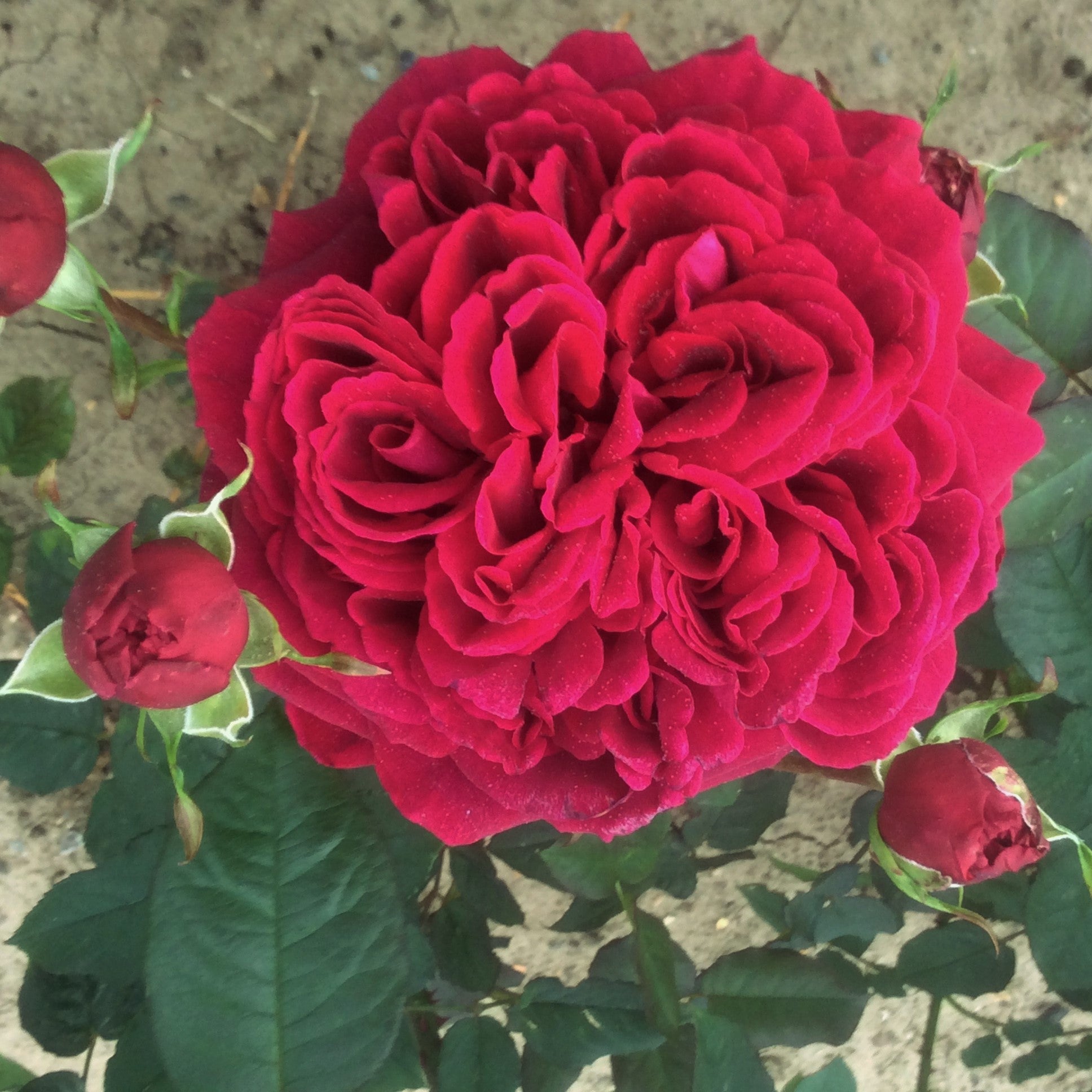 Proper Job | Hybrid Tea Bush Rose | £15.75 – Eastcroft Roses