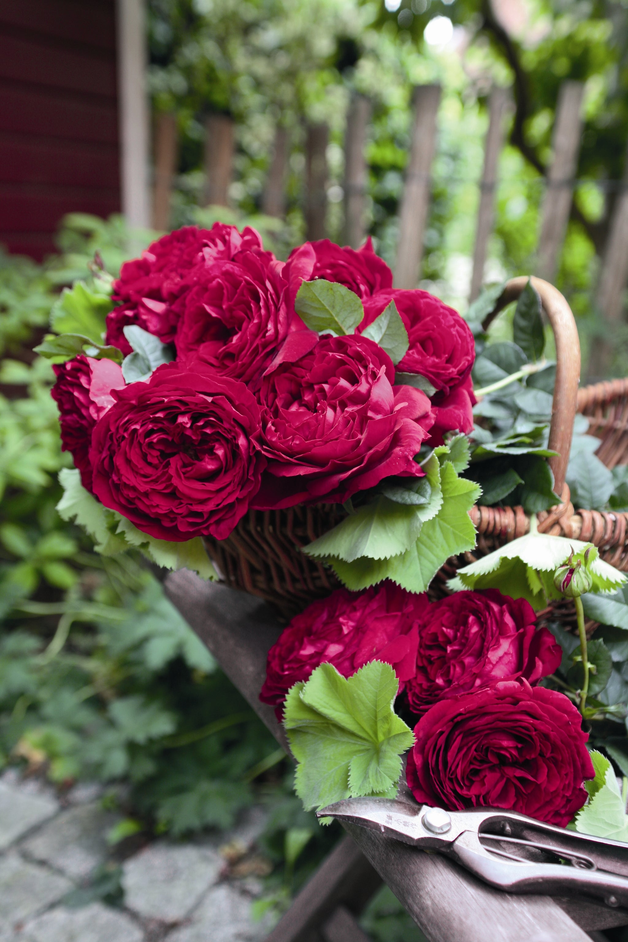 Proper Job | Hybrid Tea Bush Rose | £15.75 – Eastcroft Roses