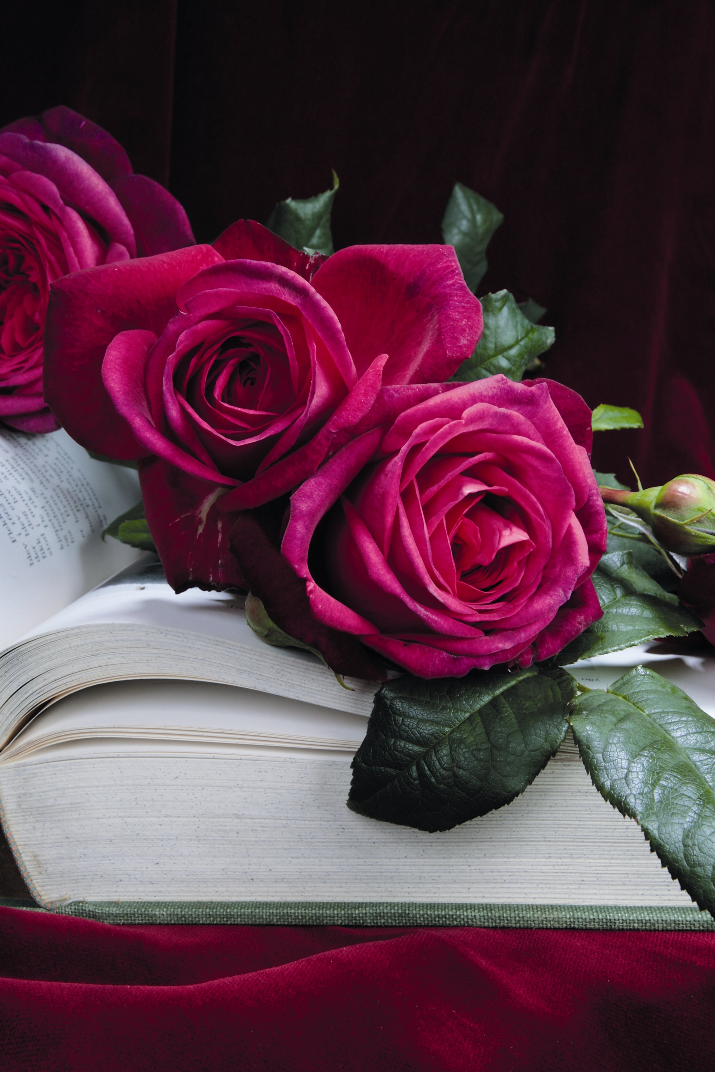 Pure Poetry | Hybrid Tea Bush Rose | £15.75 – Eastcroft Roses
