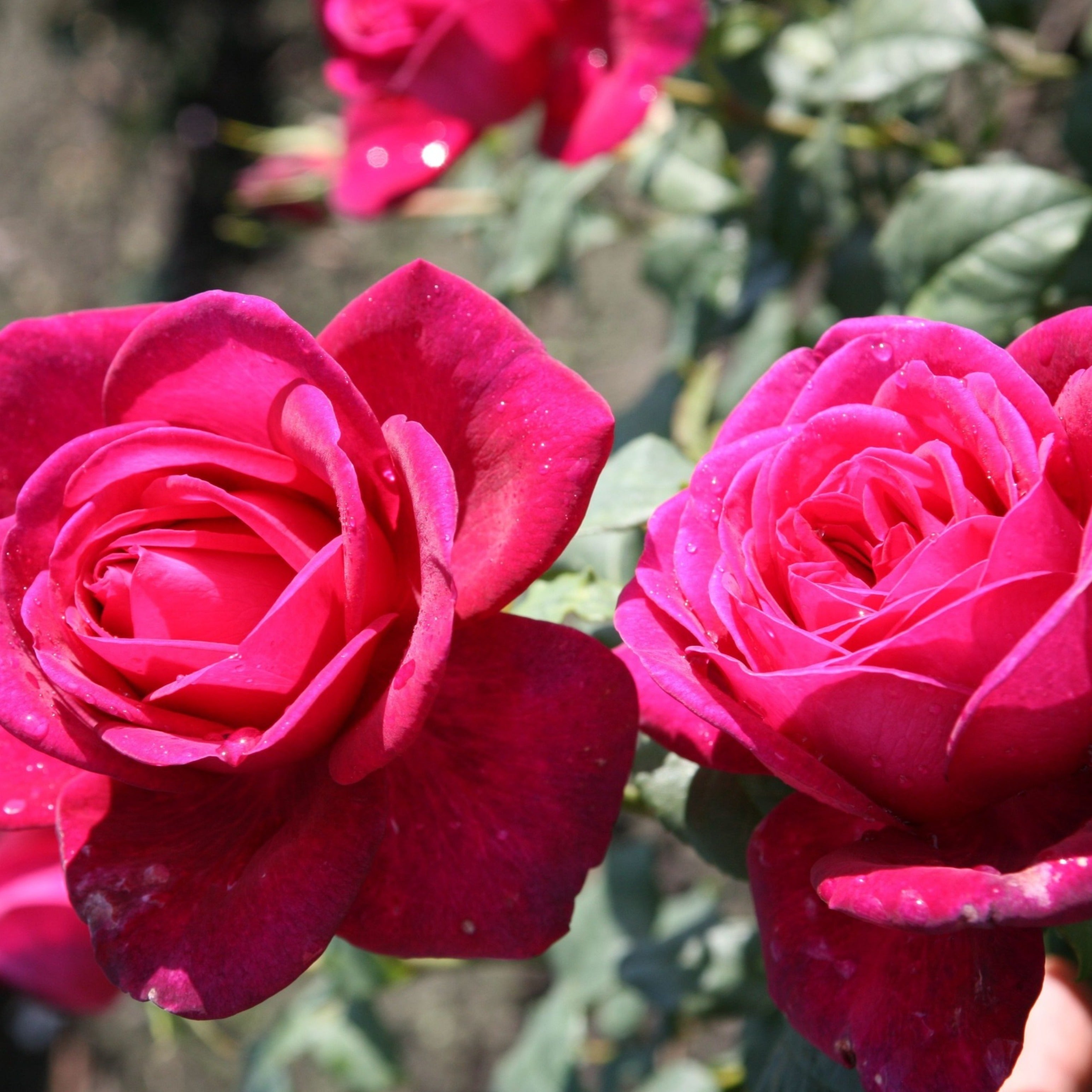 Pure Poetry | Hybrid Tea Bush Rose | £15.75 – Eastcroft Roses