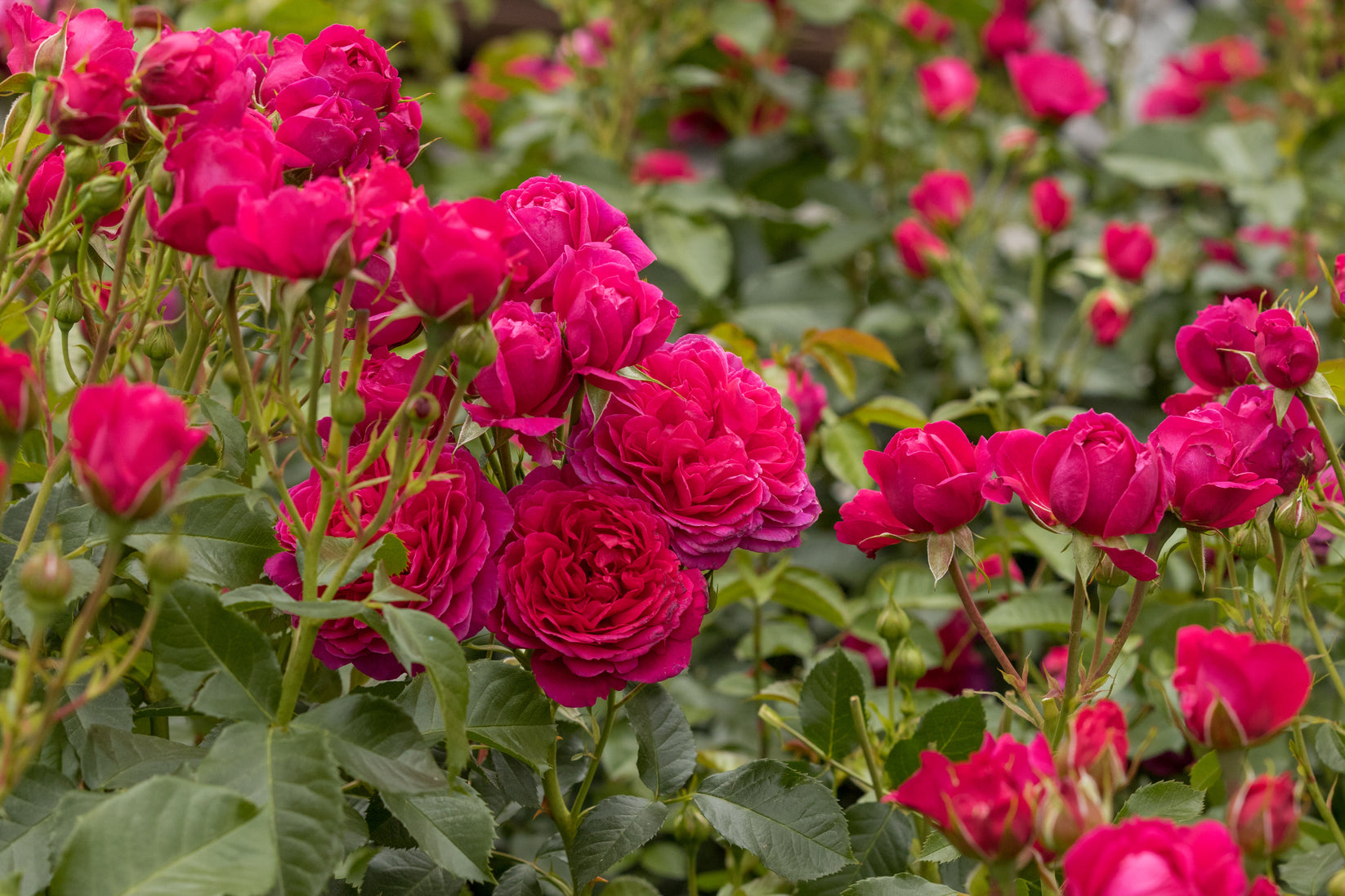 Soul | Hybrid Tea Bush Rose | £15.75 – Eastcroft Roses
