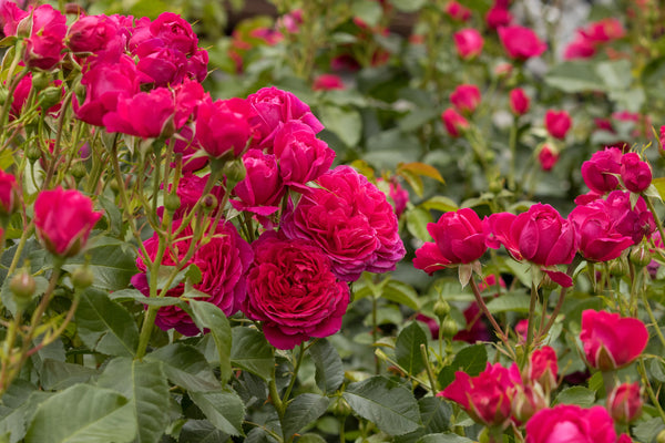 Soul | Hybrid Tea Bush Rose | £15.75 – Eastcroft Roses