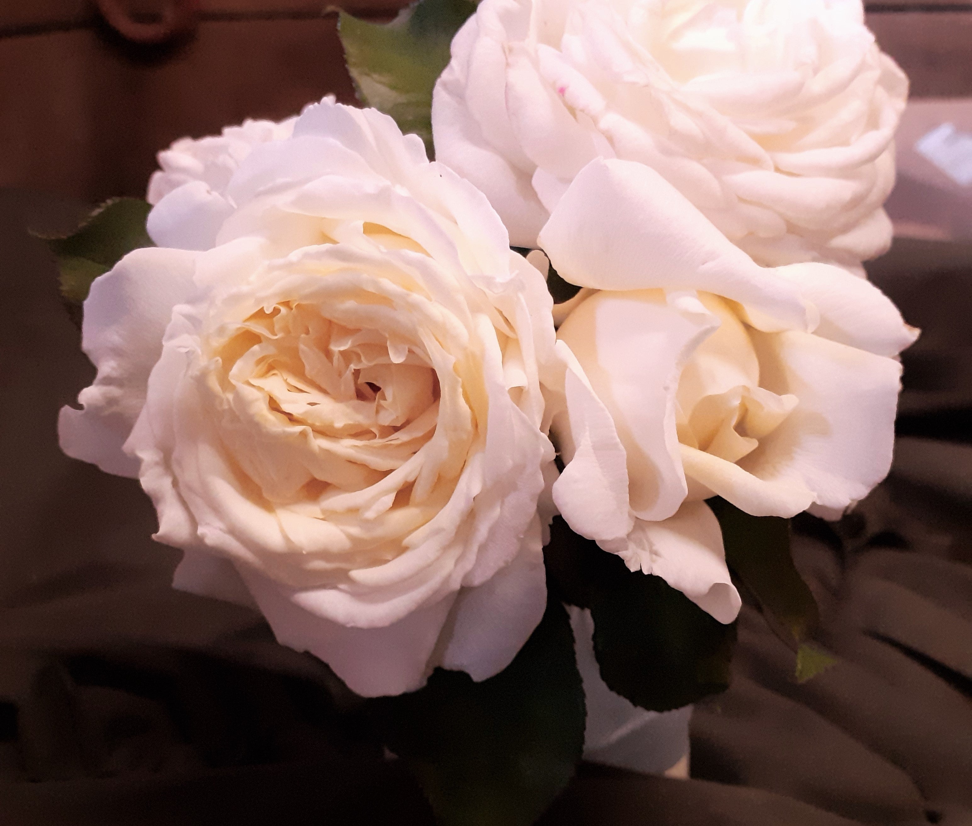 White Parfum De Provence | Hybrid Tea Bush Rose | £15.75 – Eastcroft Roses