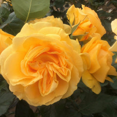 Rose Plants, Rose Bushes, Bare Root Roses for Sale online – Eastcroft Roses