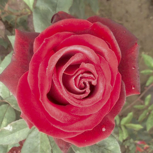 Hybrid Tea Roses | Eastcroft Roses