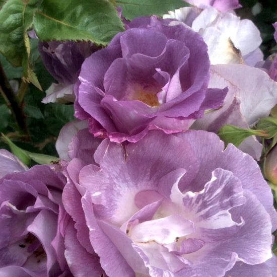 Blue For You | Floribunda Bush Rose | £15.75 – Eastcroft Roses