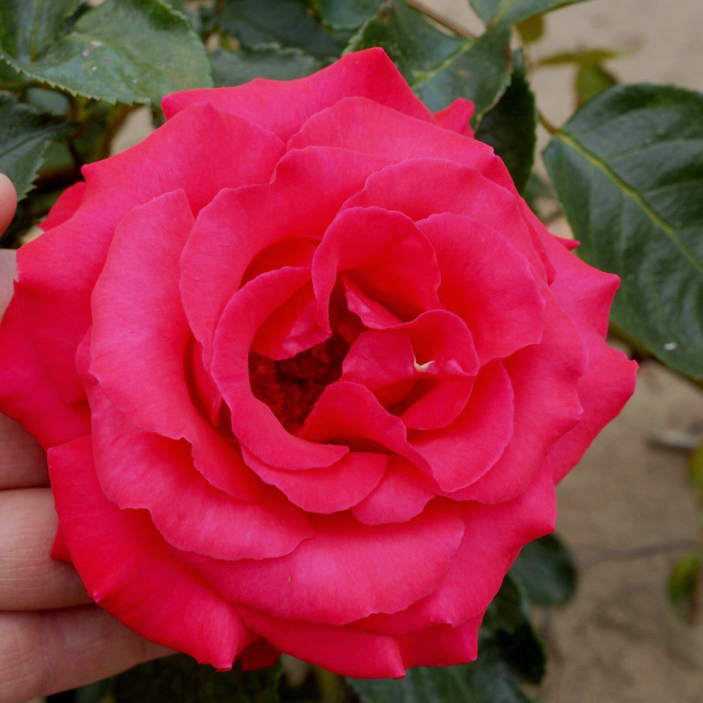 Dizzy Heights | Climbing Rose | £15.75 – Eastcroft Roses